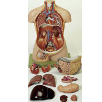 Medical Solutions – Al Raya Medical Equipment